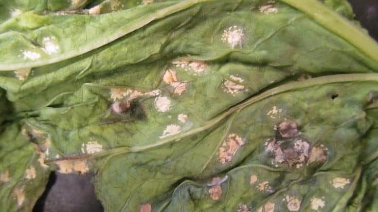 How Do You Treat White Rust On Plants (4 Easy Strategies)