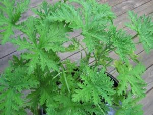How To Grow Citronella Plant From Cutting (Simple Steps)