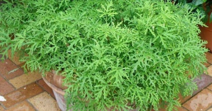 How To Grow Citronella Plant From Cutting (Simple Steps)