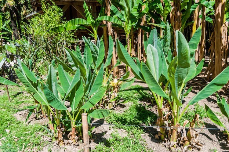 Dwarf Banana Tree Care (Detailed Caring Tips)