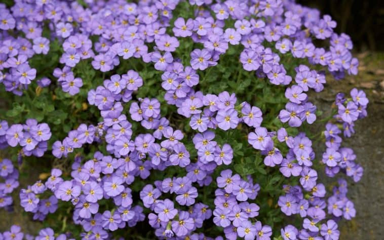21 Fast Growing Ground Covers for Slopes [OF ALL TIME]