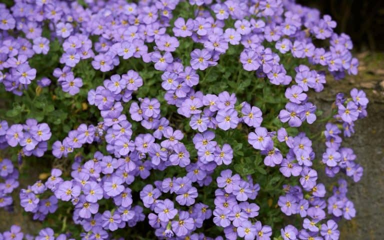 21 Fast Growing Ground Covers for Slopes [OF ALL TIME]