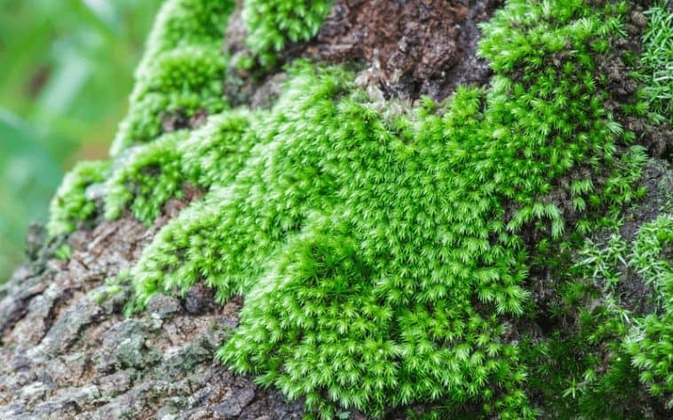 21 Fast Growing Ground Covers for Slopes [OF ALL TIME]