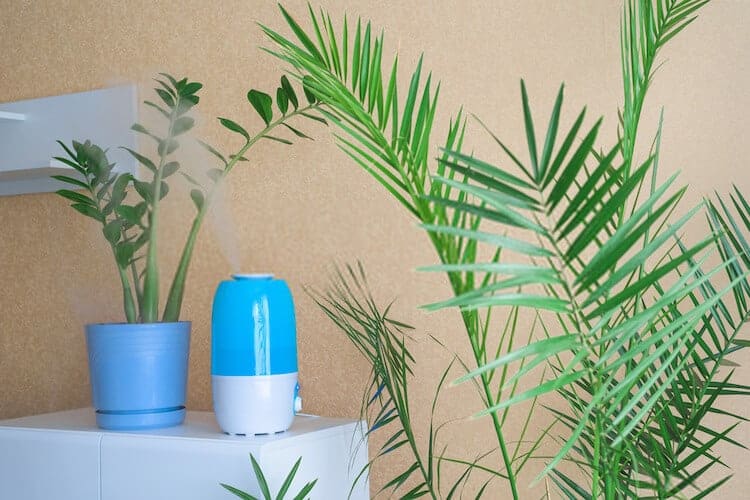 Best Humidifier For Plants in 2024 (Gardener's Choice)