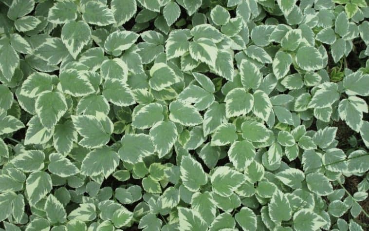 21 Fast Growing Ground Covers for Slopes [OF ALL TIME]