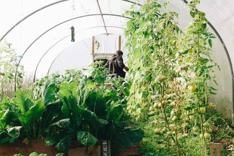 How Long Should I Veg My Plants Before Flowering