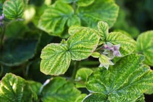 How to Fix Stunted Growth in Plants (Quick Fix Methods)