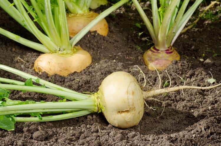 How to Grow Turnips from Scraps in (Practical Steps)