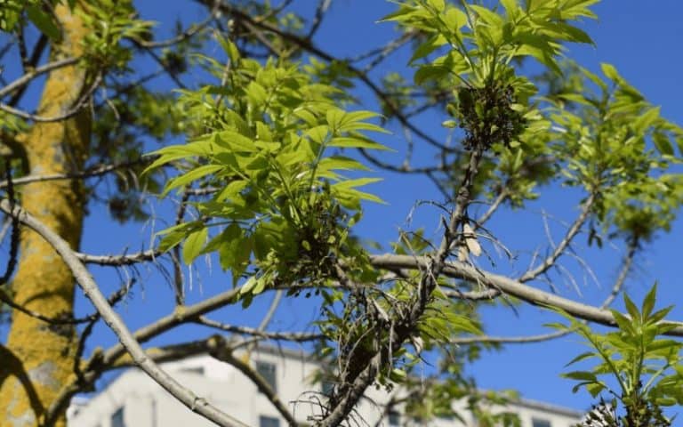 Training Tree Branches to Go Where You Want {Easy Steps}