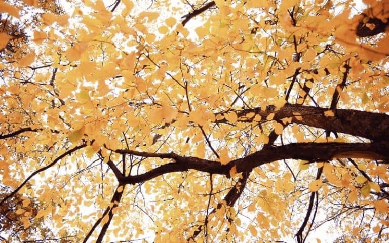 Training Tree Branches to Go Where You Want {Easy Steps}