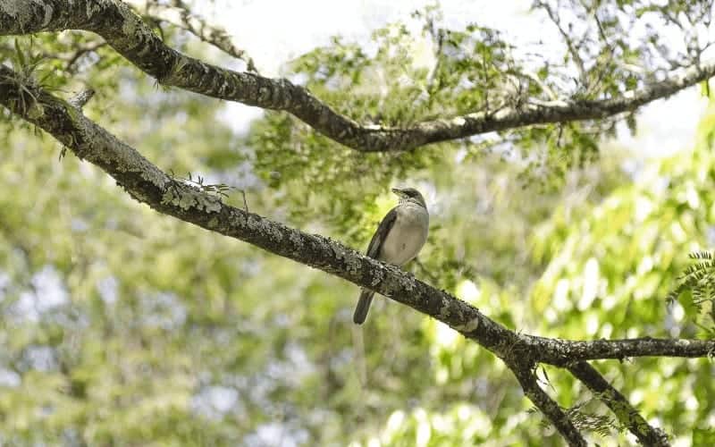 Training Tree Branches to Go Where You Want {Easy Steps}