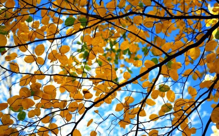 Training Tree Branches to Go Where You Want {Easy Steps}