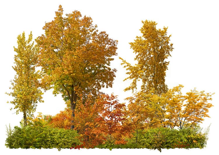 Herbaceous Plants Vs Woody Plants Key Differences 