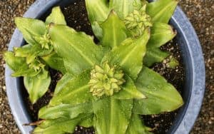 12 Different Types of Plants in the Rainforest (#6 Is Cute)