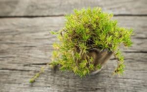 Irish Moss Ground Cover - Growth And Caring Tips