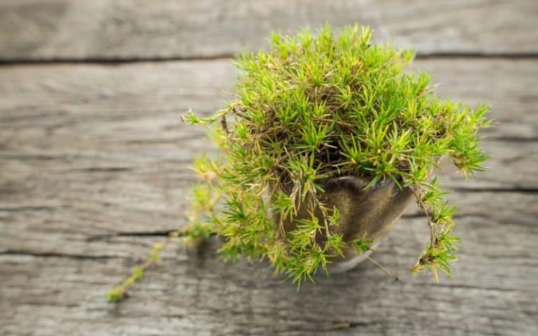 Irish Moss Ground Cover - Growth And Caring Tips