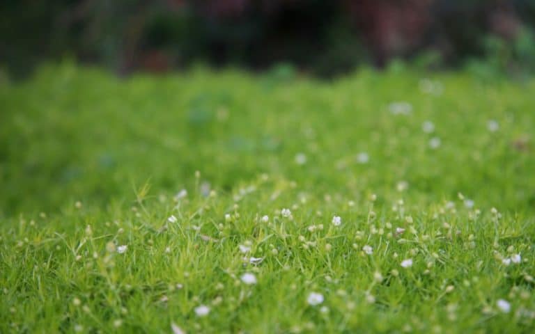 Irish Moss Ground Cover - Wachstum und Pflegetipps | les Perrieres