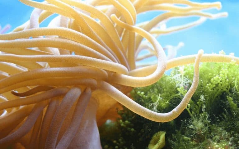 9 Different Types of Plants In The Ocean {#7 is Stunning}