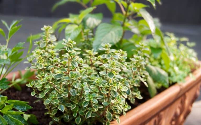 9 Valuable Plants That Grow Well Together In Pots
