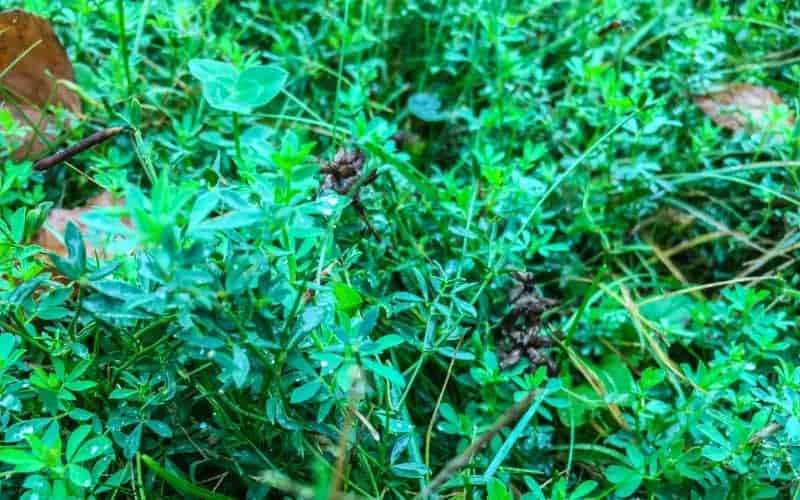 Is Blue Star Creeper Poisonous to Dogs and Cats?