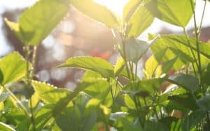 What Is Indirect Sunlight for Outdoor Plants?