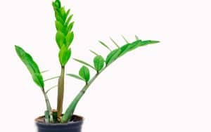 15 Plants that Grow in Fluorescent Light