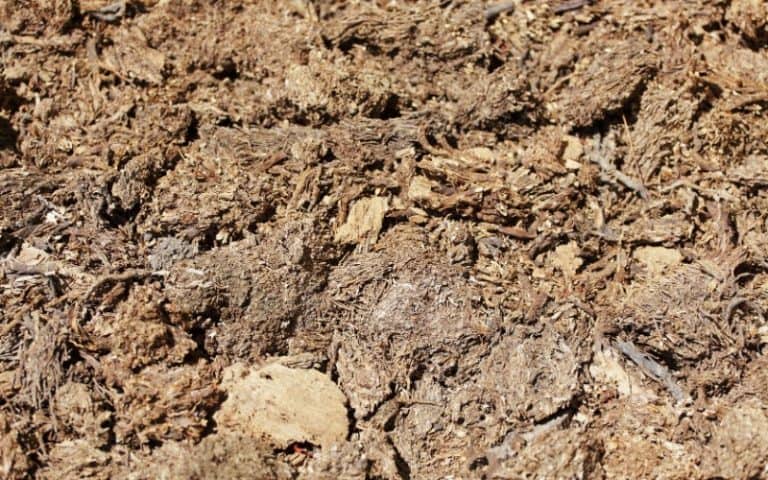 How To Get Rid Of Roaches In Mulch {Easiest Steps}