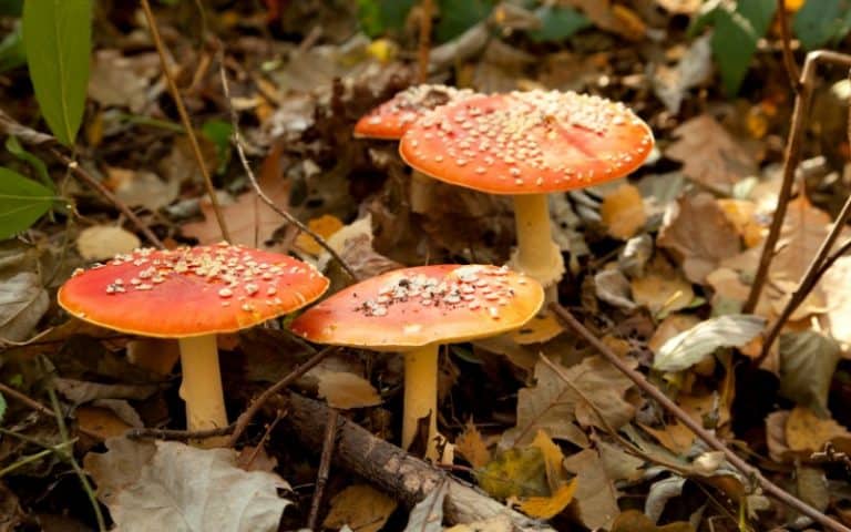 How to Get Rid Of Toadstools (5 Quick Steps)