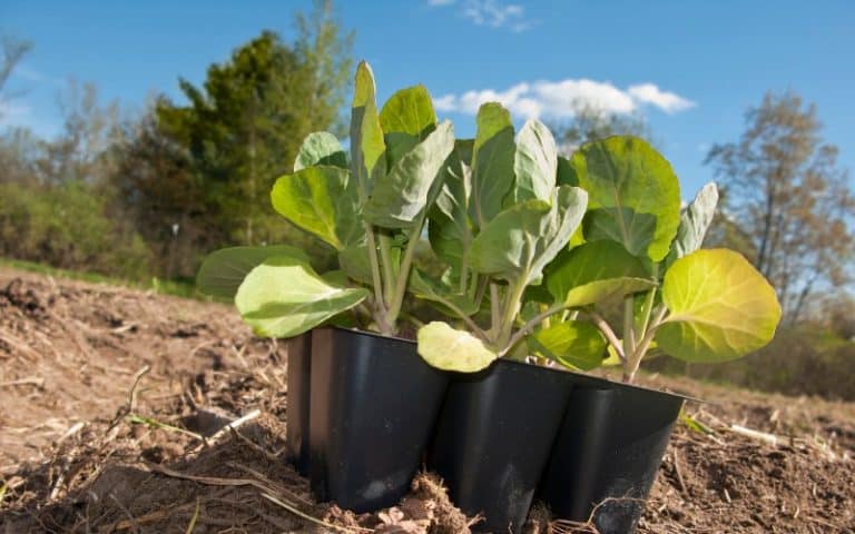 How to Grow Brussel Sprouts {Expert Strategies}