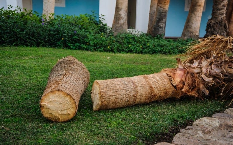 If You Cut A Palm Tree In Half Will It Grow Back 