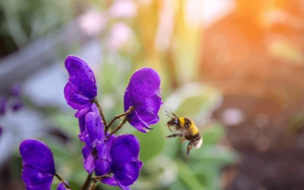 83 Names of Flowers in Alphabetical Order {A-Z + PHOTOS}