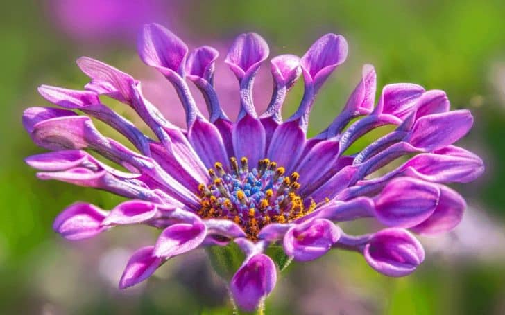 83 Names of Flowers in Alphabetical Order {A-Z + PHOTOS}