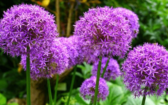 83 Names of Flowers in Alphabetical Order {A-Z + PHOTOS}