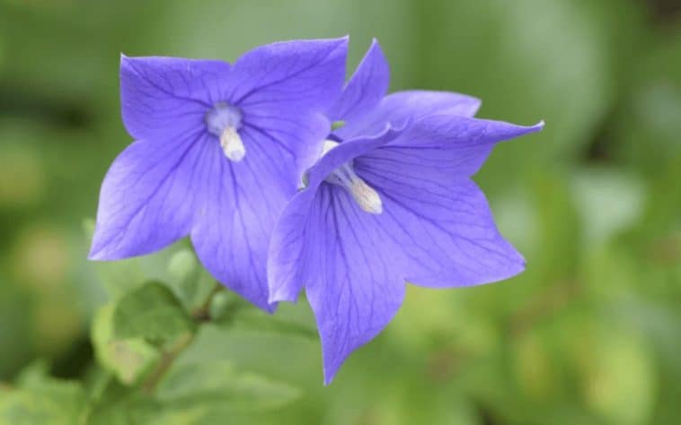 83 Names of Flowers in Alphabetical Order {A-Z + PHOTOS}