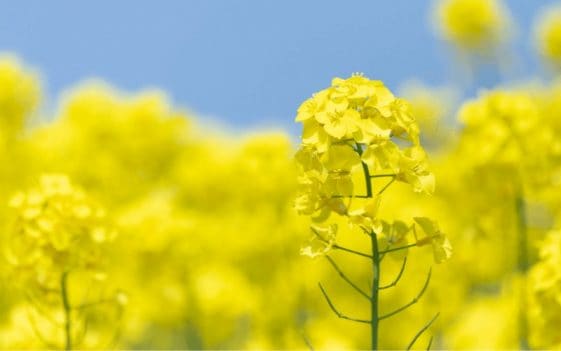 83 Names of Flowers in Alphabetical Order {A-Z + PHOTOS}