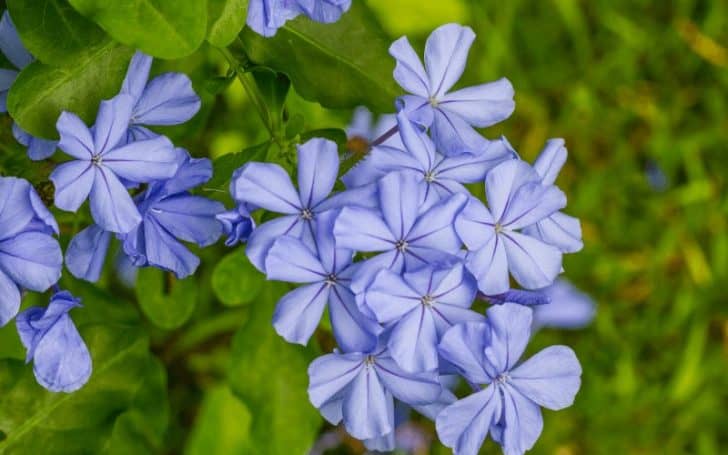 83 Names of Flowers in Alphabetical Order {A-Z + PHOTOS}