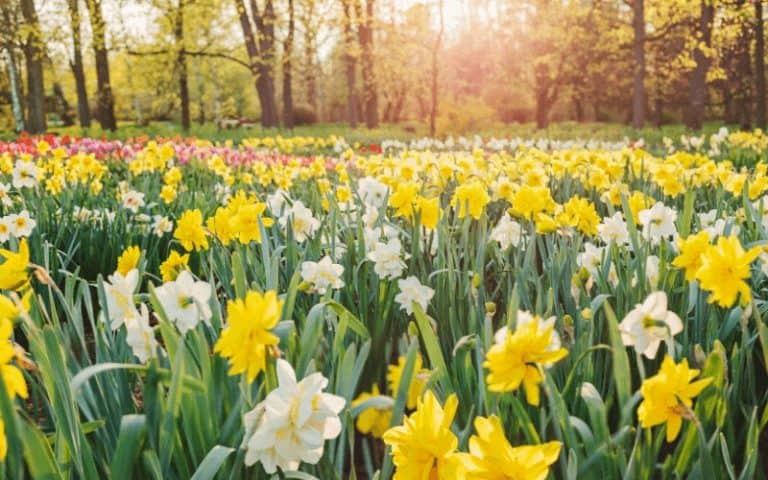 83 Names of Flowers in Alphabetical Order {A-Z + PHOTOS}