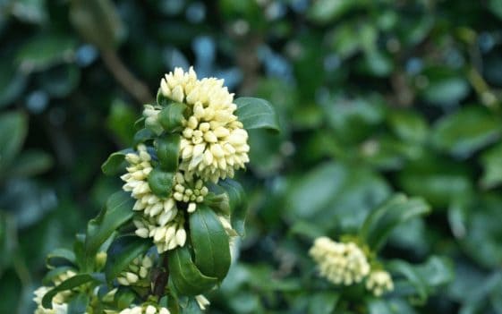 83 Names of Flowers in Alphabetical Order {A-Z + PHOTOS}