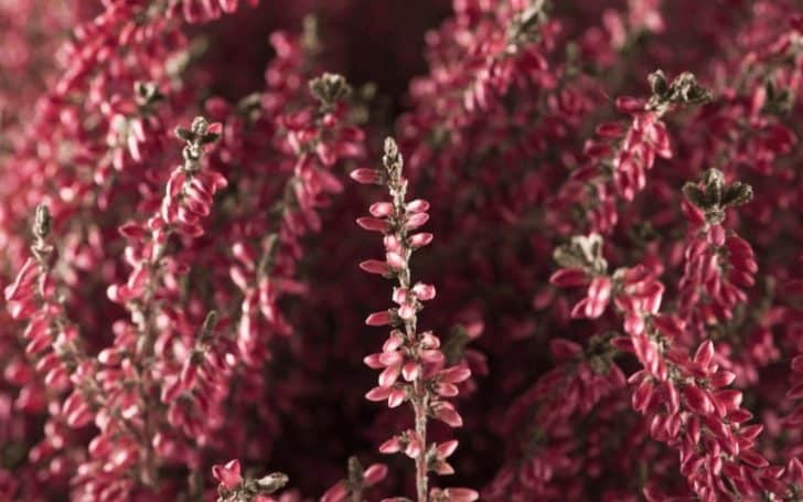 83 Names of Flowers in Alphabetical Order {A-Z + PHOTOS}