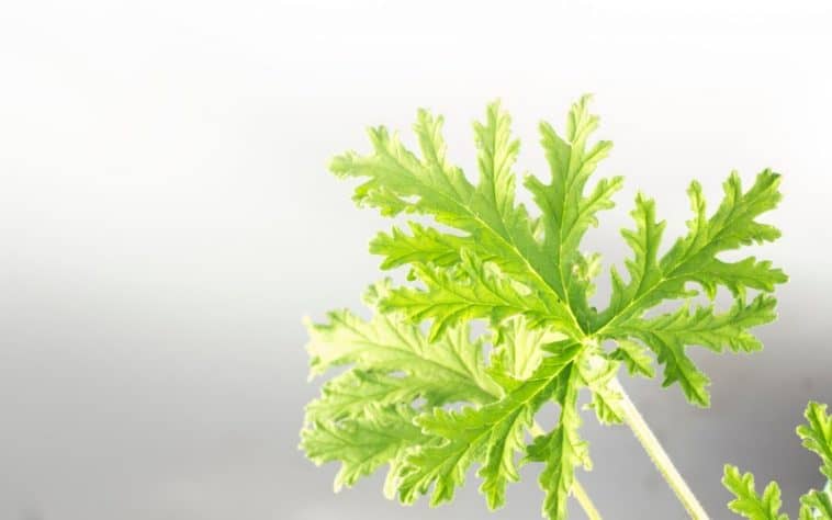 How Do You Root A Citronella Plant? [8 PRACTICAL Steps]