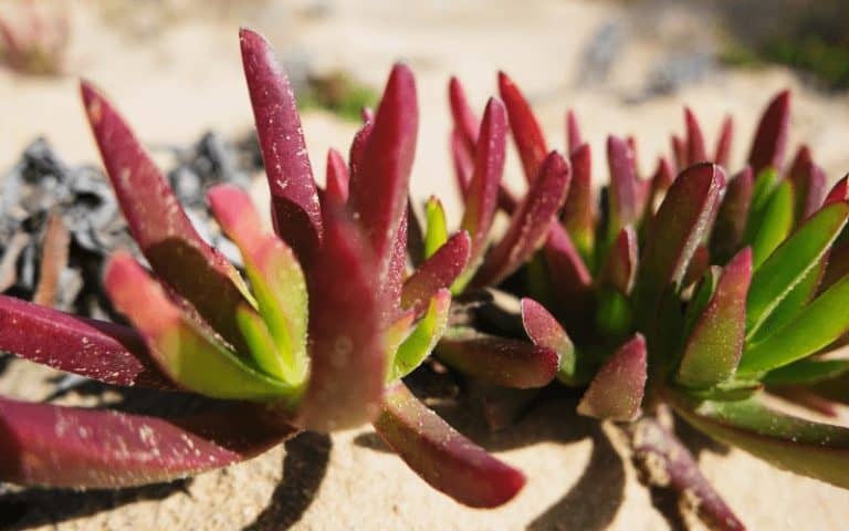 83 Names of Flowers in Alphabetical Order {A-Z + PHOTOS}