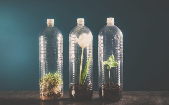 How To Grow Plants In Plastic Bottles