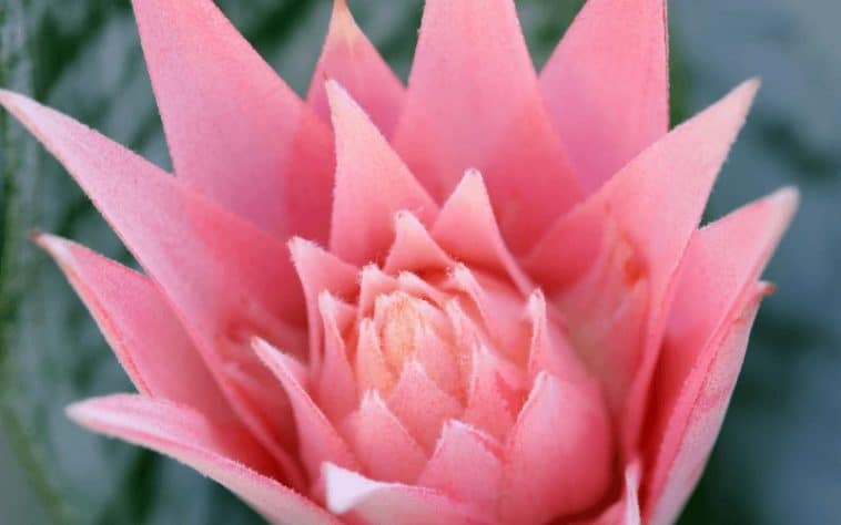 83 Names of Flowers in Alphabetical Order {A-Z + PHOTOS}