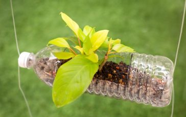 How To Grow Plants In Plastic Bottles