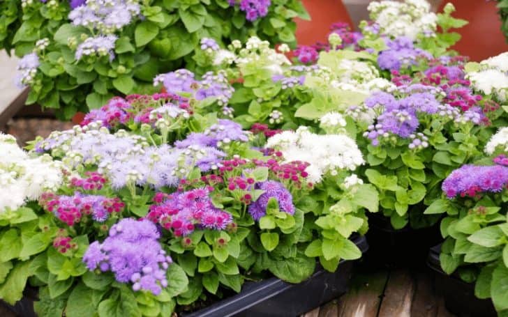 18 Plants & Flowers That Start With A (With PHOTOS)