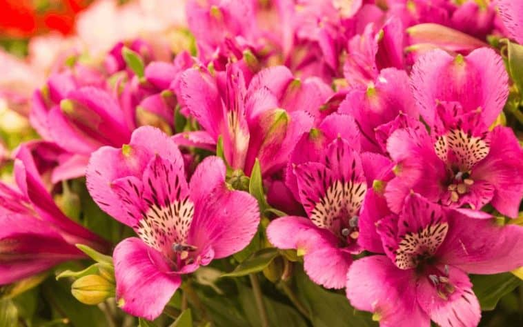 18 Plants & Flowers That Start With A (With PHOTOS)