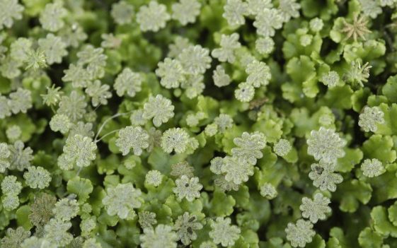 Top 20 Plants & Flowers That Start With B (With PHOTOS)