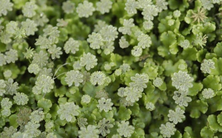 Top 20 Plants & Flowers That Start With B (With PHOTOS)