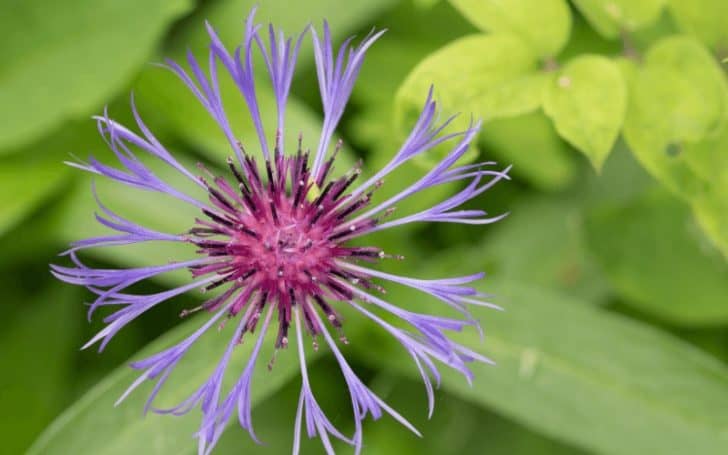 Top 20 Plants & Flowers That Start With B (With PHOTOS)