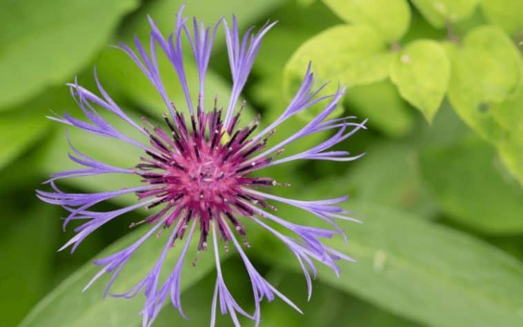 Top 20 Plants & Flowers That Start With B (With PHOTOS)